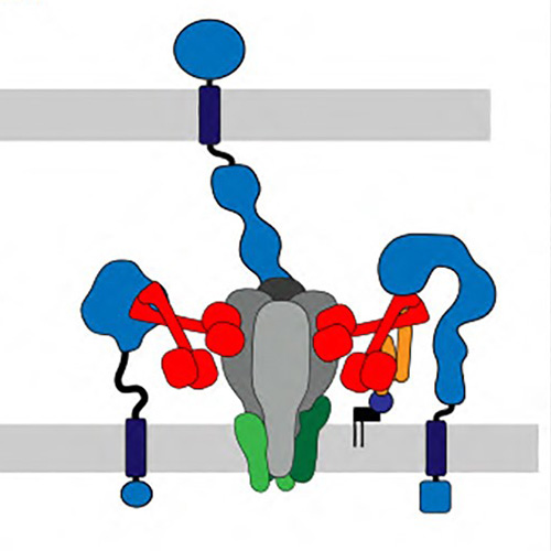 News Details - CIBSS Centre for Integrative Biological Signalling Studies News Details - CIBSS Centre for Integrative Biological Signalling Studies